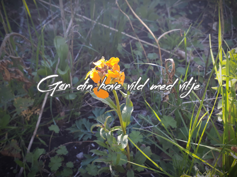 Kommunedyst: Gør din have vild med vilje og hjælp til - naturhaven.dk