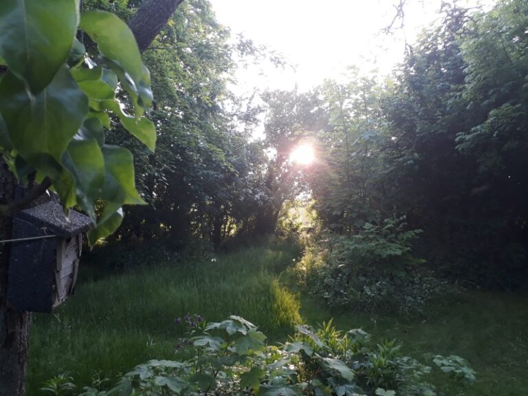 De bedste hurtigt voksende træer til naturhaven - naturhaven.dk