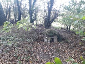 5 aktiviteter der sikrer dig en vild have i efteråret - naturhaven.dk