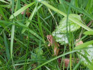 Naturhaven Awards 2022: Året der gik - naturhaven.dk