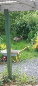 Naturhaven Awards 2022: Året der gik - naturhaven.dk