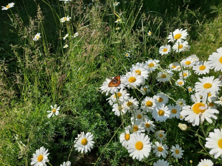 Haven i juli: Tre højdepunkter - naturhaven.dk