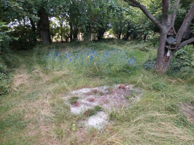 Anmeldelse: Disse blomsterfrø sikrer dig en vild have - naturhaven.dk