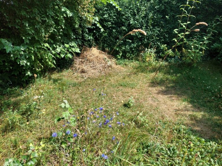 Anmeldelse: Disse blomsterfrø sikrer dig en vild have - naturhaven.dk