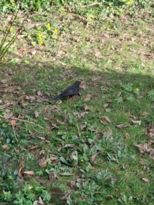 Hvornår får solsorten unger? Find ud af det her! - naturhaven.dk