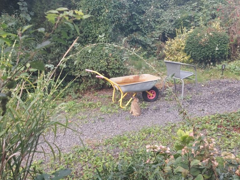 Naturhaven Awards 2022: Året der gik - naturhaven.dk