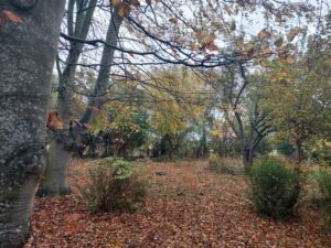 Naturhaven Awards 2022: Året der gik - naturhaven.dk