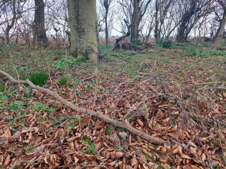 Tre enkle tips der sikrer dig en vildere have - naturhaven.dk