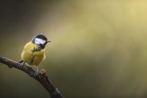 Musvit – bliv klogere på arten her - naturhaven.dk