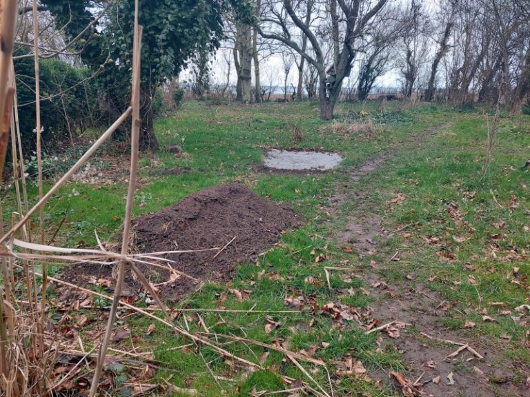 Tre enkle tips der sikrer dig en vildere have - naturhaven.dk