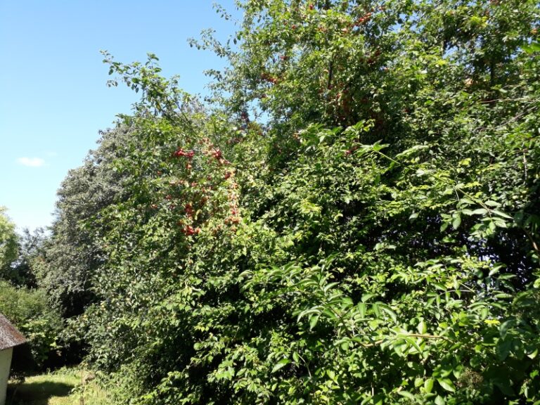 Guide: Her er 10 af de bedste hækplanter til den vilde have - naturhaven.dk