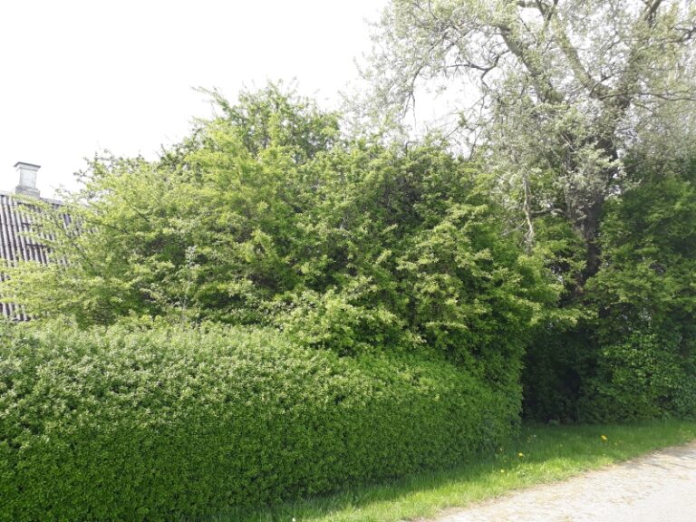 Guide: Her er 10 af de bedste hækplanter til den vilde have - naturhaven.dk