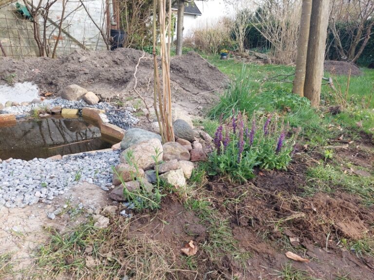 Lille vandsalamander, frø og nyt vandhul i naturhaven - naturhaven.dk