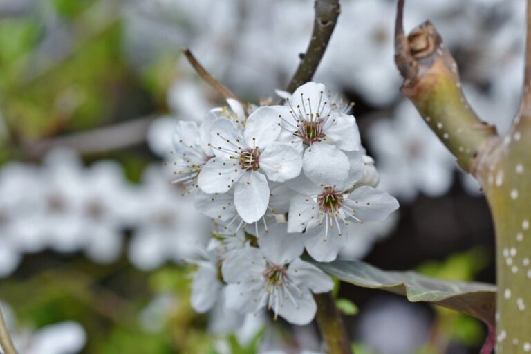 Guide: Her er 10 af de bedste hækplanter til den vilde have - naturhaven.dk