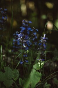 Guide: Her er syv af de bedste planter til skygge - naturhaven.dk