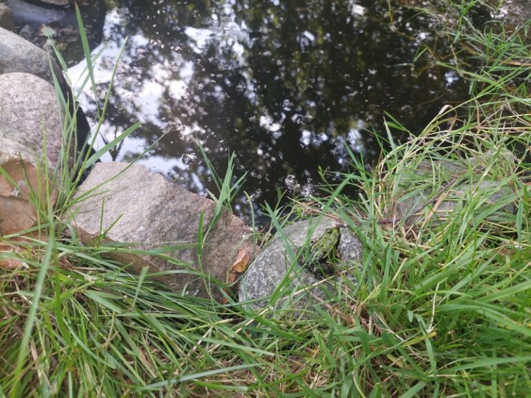 Flere fantastiske billeder af havens frøer - naturhaven.dk