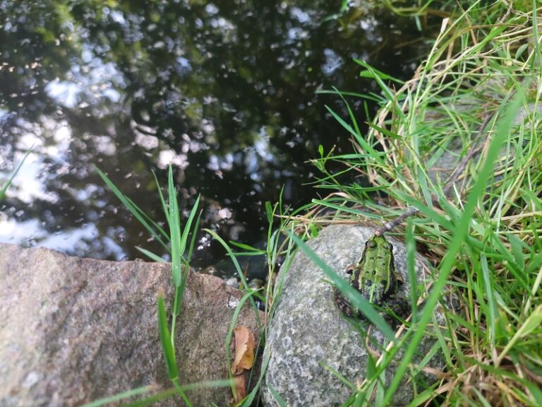 Flere fantastiske billeder af havens frøer - naturhaven.dk