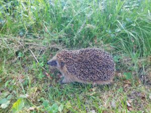 Brevkassen: "Hvad er de bedste vandplanter til mit vandhul?" - naturhaven.dk