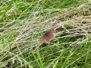 Haven i juli: Tre højdepunkter - naturhaven.dk
