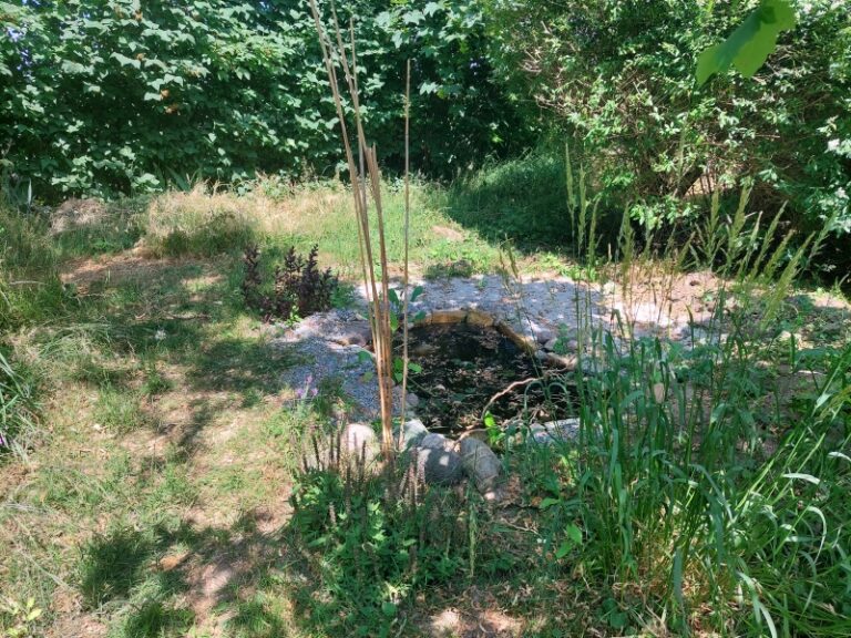 Flere salamandre i haven: Årets optælling viser fremgang - naturhaven.dk