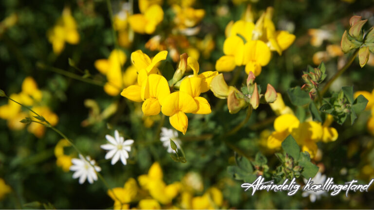 Guide: Her er de 10 bedste planter til sommerfugle og bier - naturhaven.dk
