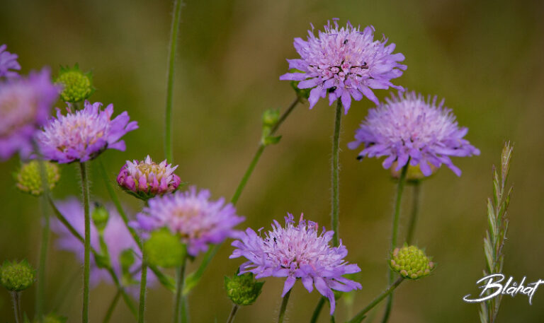 Guide: Her er de 10 bedste planter til sommerfugle og bier - naturhaven.dk