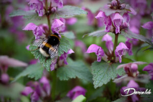 Guide: Her er de 10 bedste planter til sommerfugle og bier - naturhaven.dk