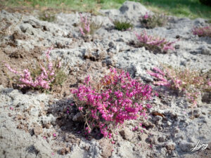 Guide: Her er de 10 bedste planter til sommerfugle og bier - naturhaven.dk