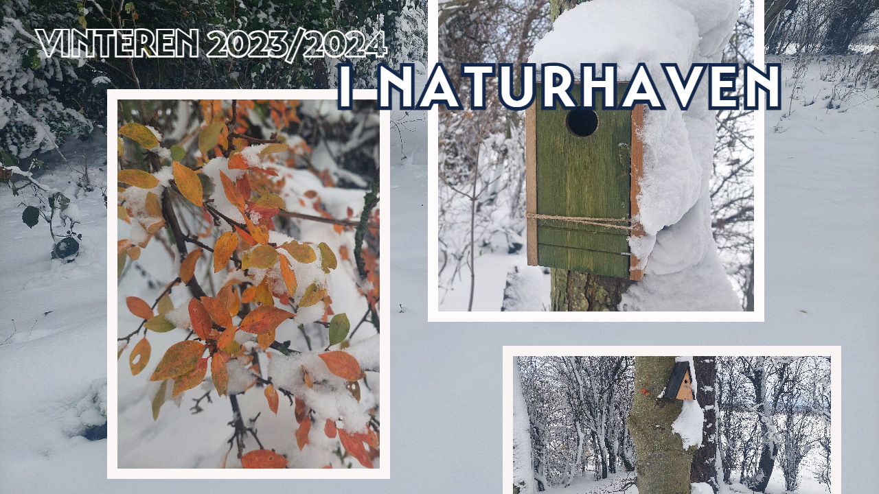 Tilbageblik på vinteren 2023/2024 i naturhaven - naturhaven.dk