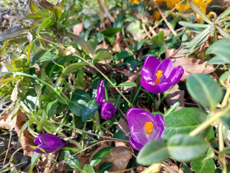 Tema: Vilde forårshavetips 2024 - naturhaven.dk