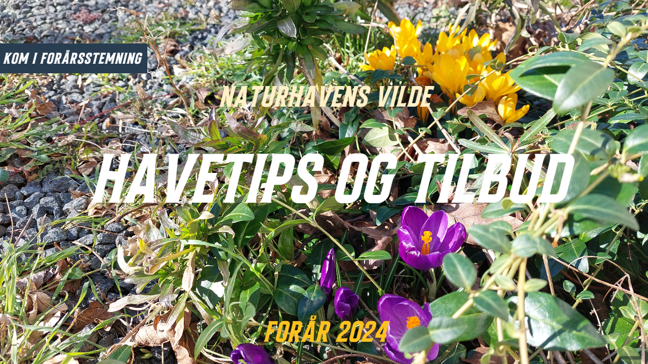 Tema: Vilde forårshavetips 2024 - naturhaven.dk
