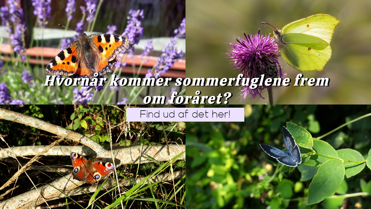 Hvornår kommer sommerfuglene frem om foråret? - naturhaven.dk