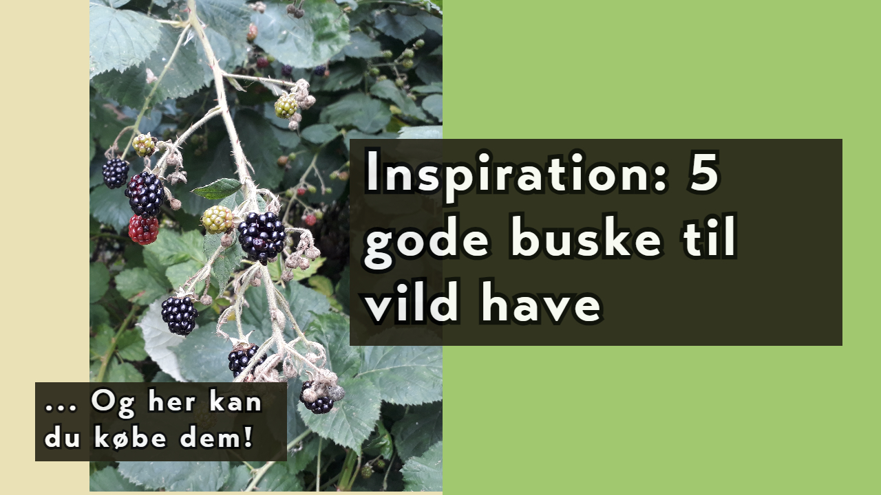 Inspiration: 5 gode buske til vild have - naturhaven.dk