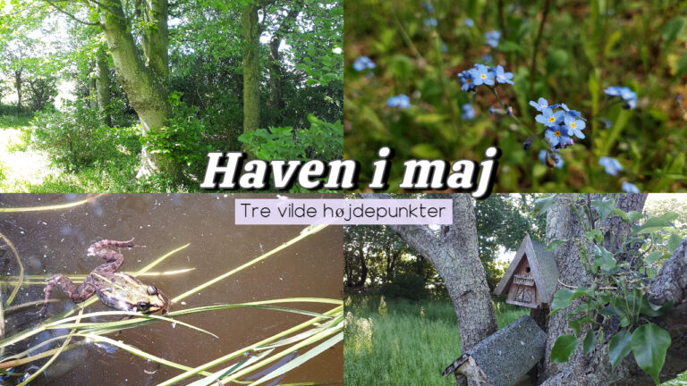 Haven i maj: Tre vilde højdepunkter - naturhaven.dk