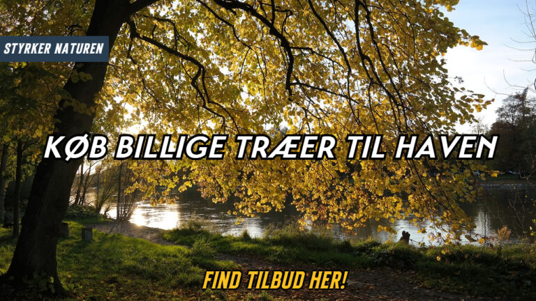 Hjemmehørende træer i Danmark: Se listen her - naturhaven.dk