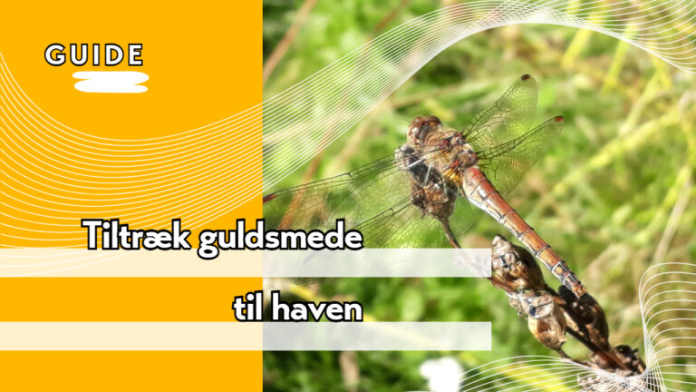 Guide: Tiltræk guldsmede til haven - naturhaven.dk