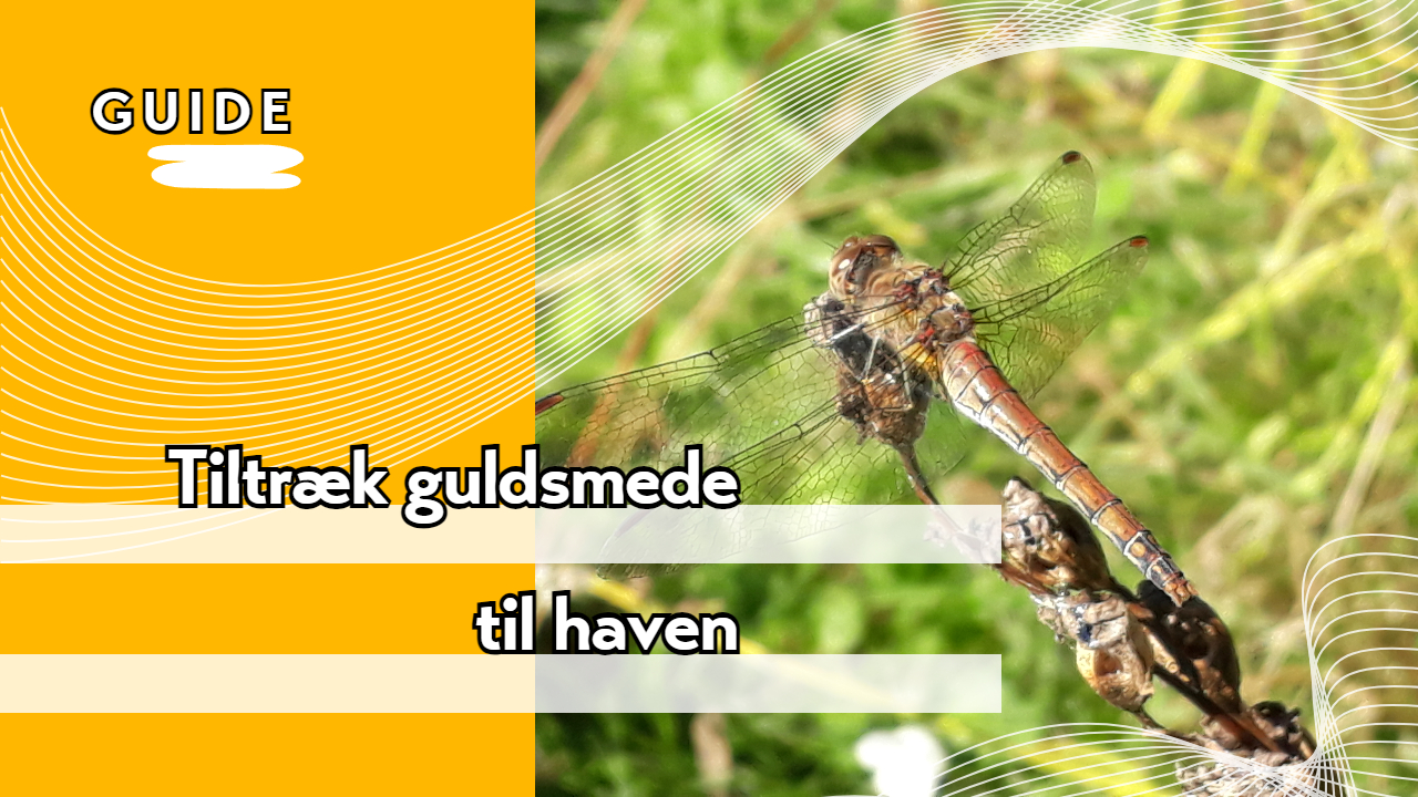 Guide: Tiltræk guldsmede til haven - naturhaven.dk