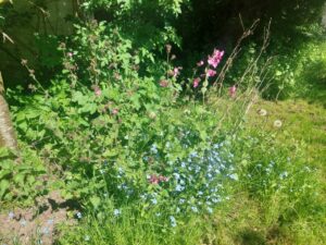 Dagpragtstjerne: En fantastisk staude til den vilde have - naturhaven.dk