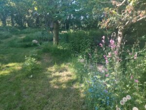 Dagpragtstjerne: En fantastisk staude til den vilde have - naturhaven.dk