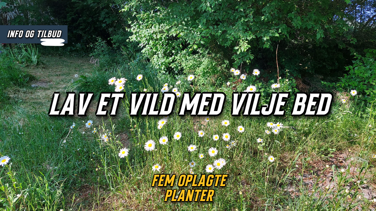 Lav et vild med vilje bed: Fem oplagte planter - naturhaven.dk
