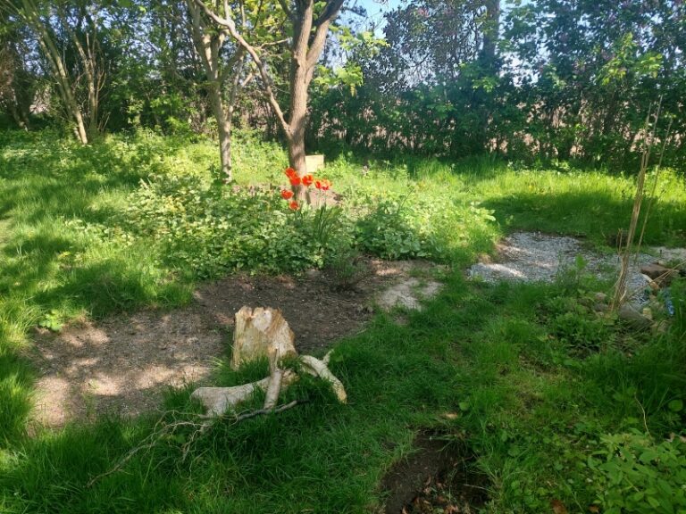 Lav et vild med vilje bed: Fem oplagte planter - naturhaven.dk