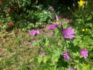 Haven i juli: Tre højdepunkter - naturhaven.dk