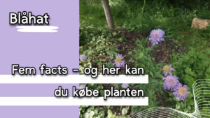 Blåhat: Fem facts om denne fantastiske vilde plante - naturhaven.dk