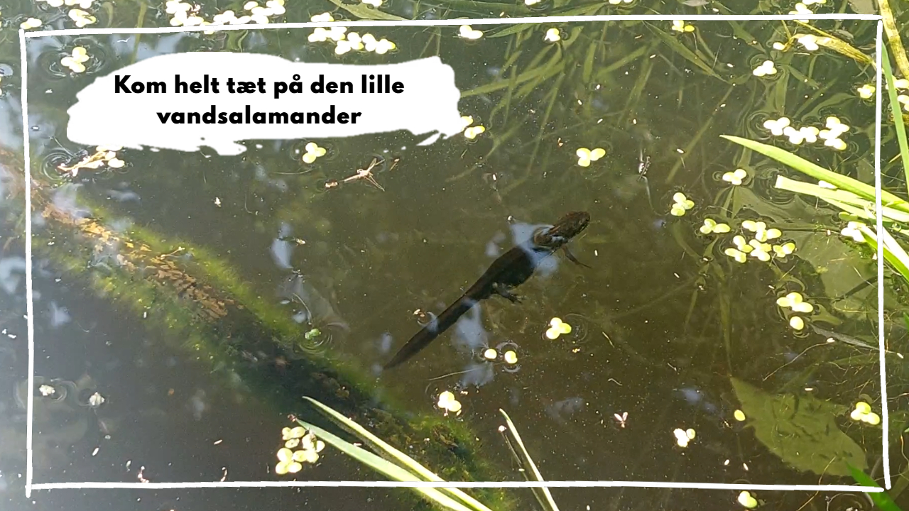 Fantastisk video: Kom helt tæt på den lille vandsalamander - naturhaven.dk