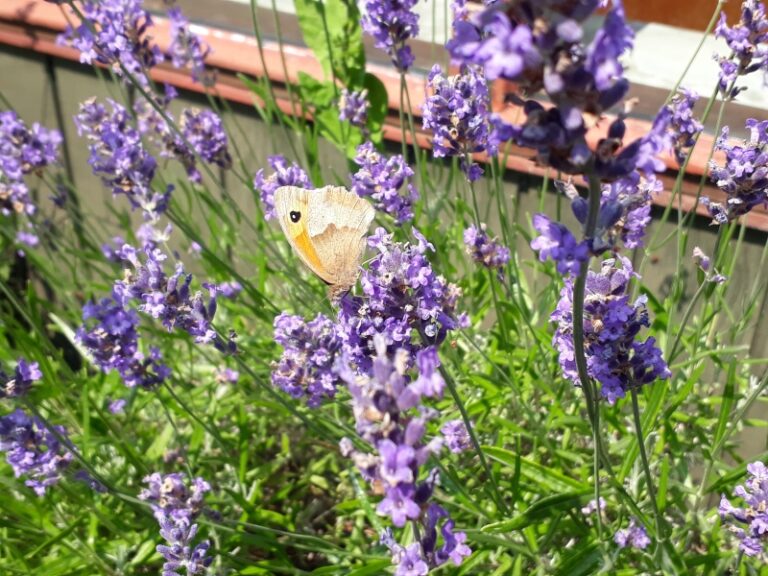 Haven i juli: Tre højdepunkter - naturhaven.dk