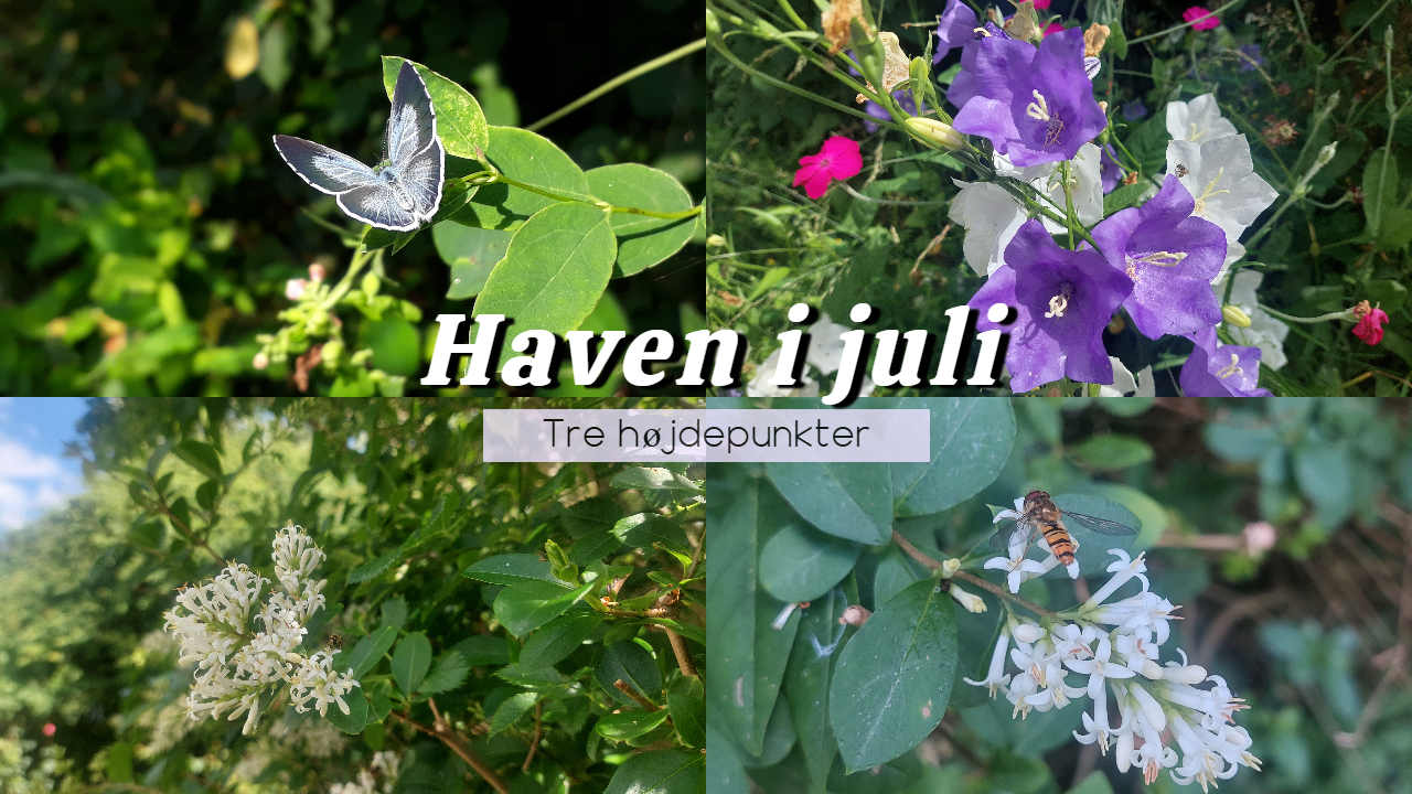 Haven i juli: Tre højdepunkter - naturhaven.dk