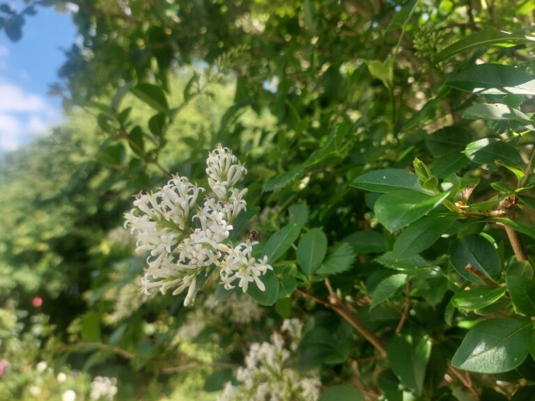 Haven i juli: Tre højdepunkter - naturhaven.dk