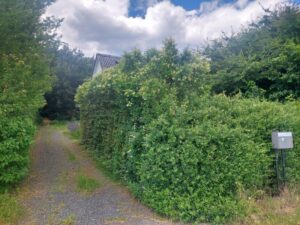 Haven i juli: Tre højdepunkter - naturhaven.dk