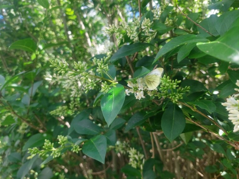 Haven i juli: Tre højdepunkter - naturhaven.dk