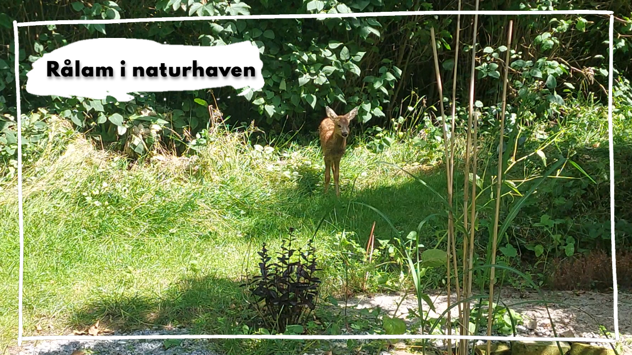 Se videoen: Rålam gemmer sig i den vilde have - naturhaven.dk